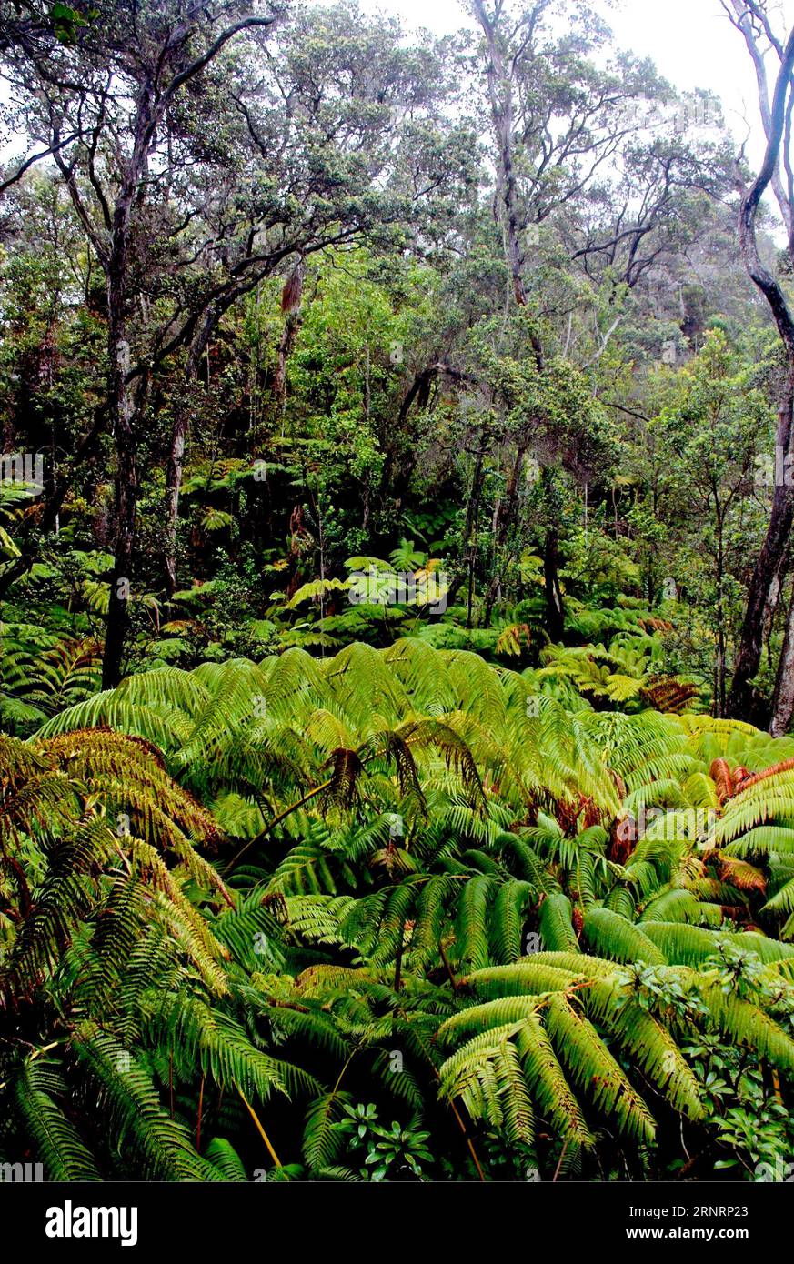 Trail entrance at a treehouse in the rainforest near Hilo and Volcano ...
