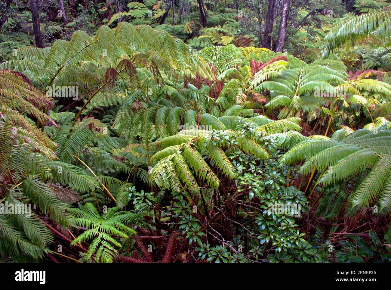 Trail entrance at a treehouse in the rainforest near Hilo and Volcano ...