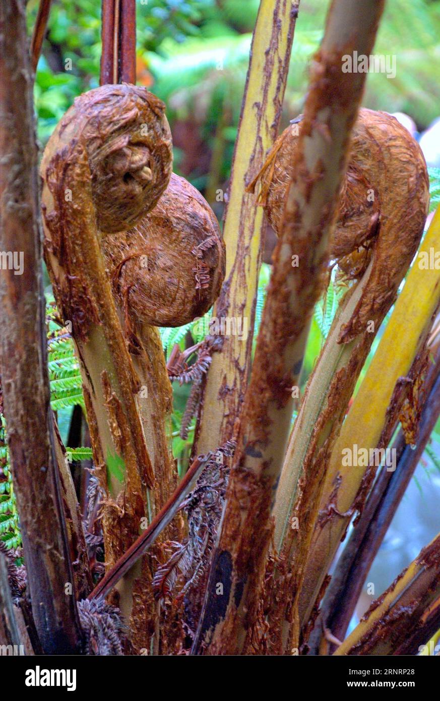 Strange trees hi-res stock photography and images - Alamy