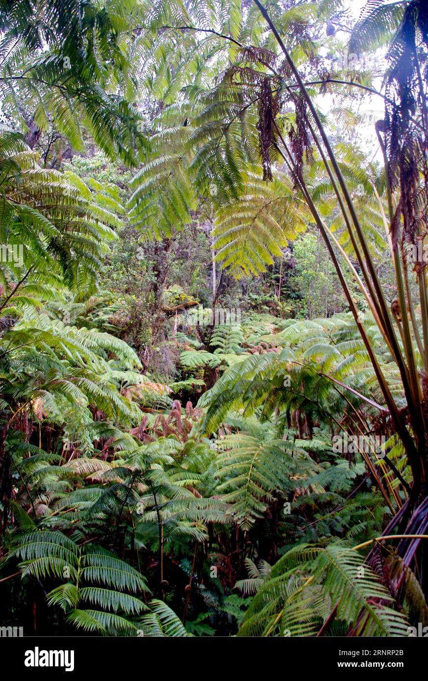 Trail entrance at a treehouse in the rainforest near Hilo and Volcano ...