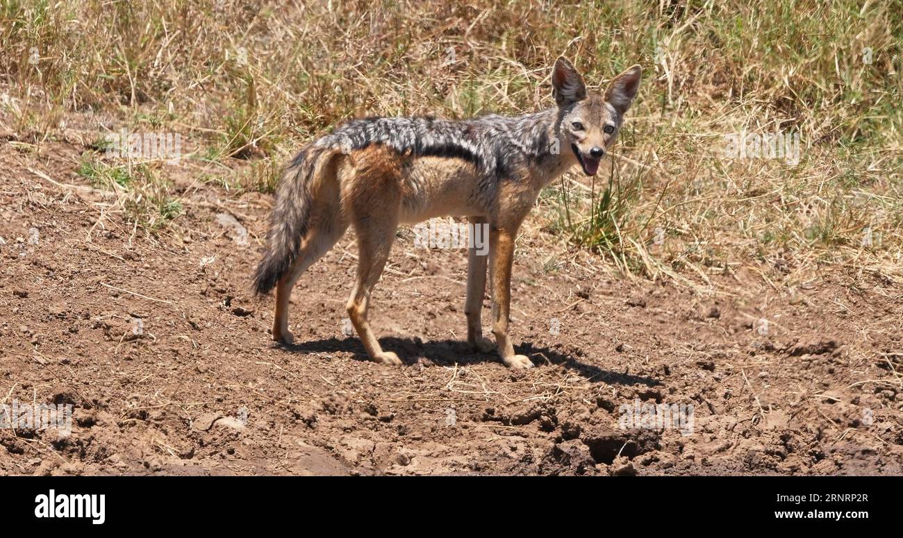 Black Backed Jackal, canis mesomelas, Adult standing on Trail, Nairobi ...