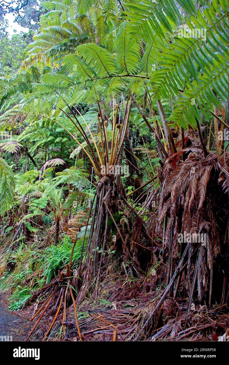 Trail entrance at a treehouse in the rainforest near Hilo and Volcano ...