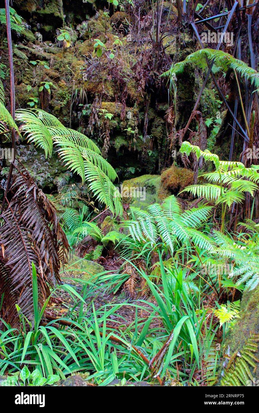 Trail entrance at a treehouse in the rainforest near Hilo and Volcano ...