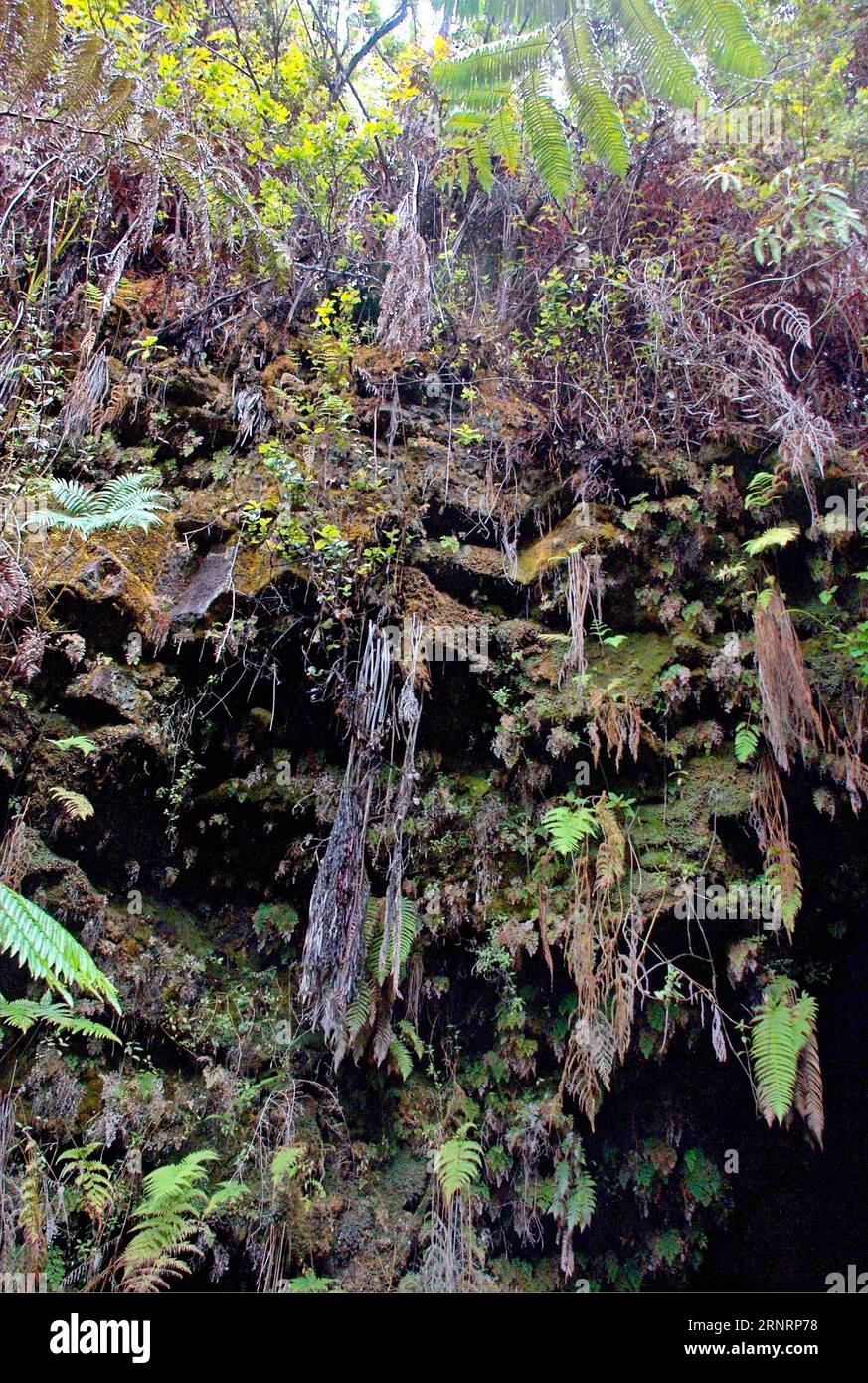 Trail entrance at a treehouse in the rainforest near Hilo and Volcano ...