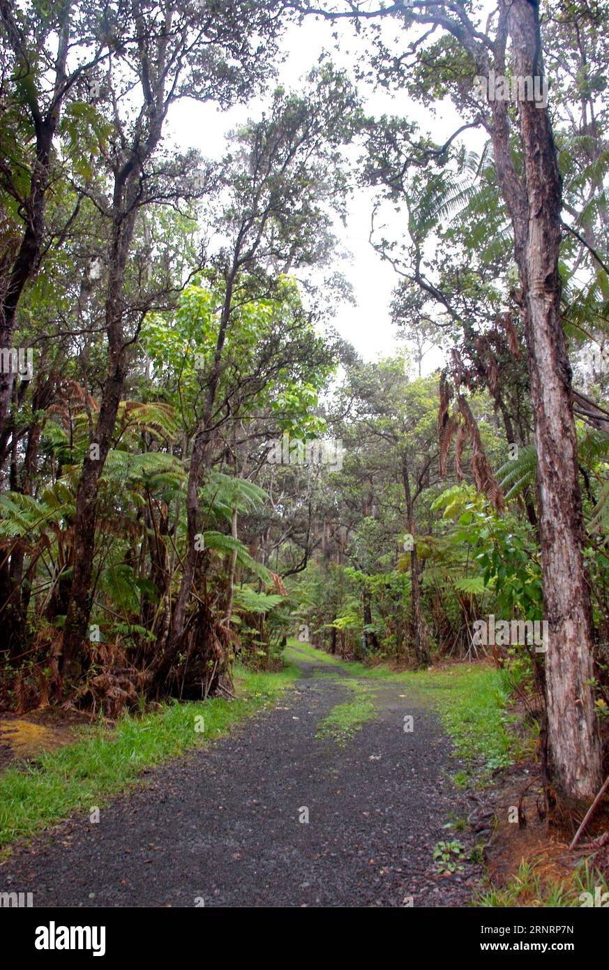 Trail entrance at a treehouse in the rainforest near Hilo and Volcano ...