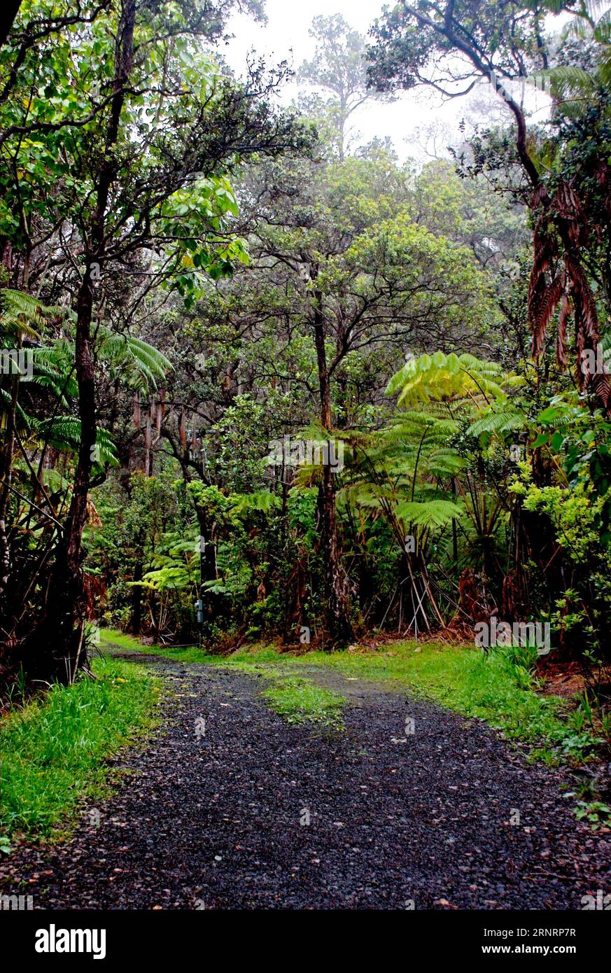 Trail entrance at a treehouse in the rainforest near Hilo and Volcano ...