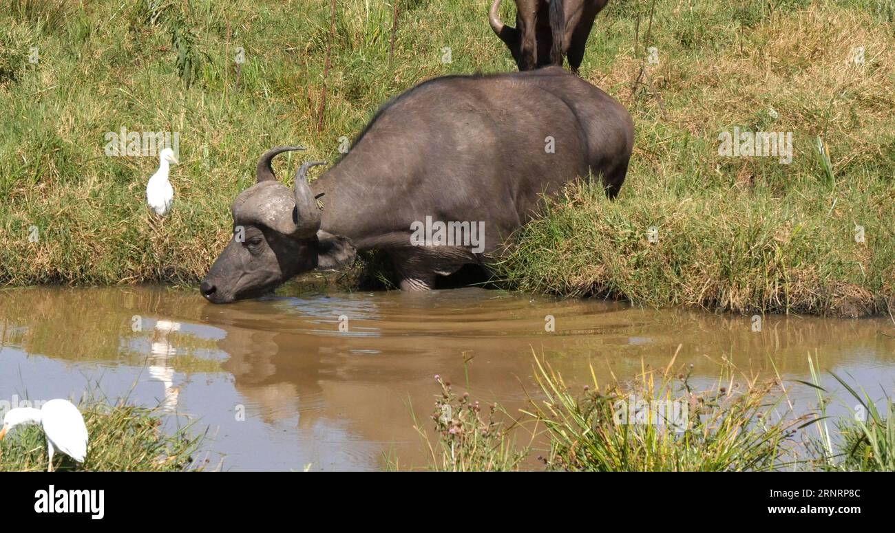 African Buffalo, syncerus caffer, Adult emerging from Waterhole, Cattle ...