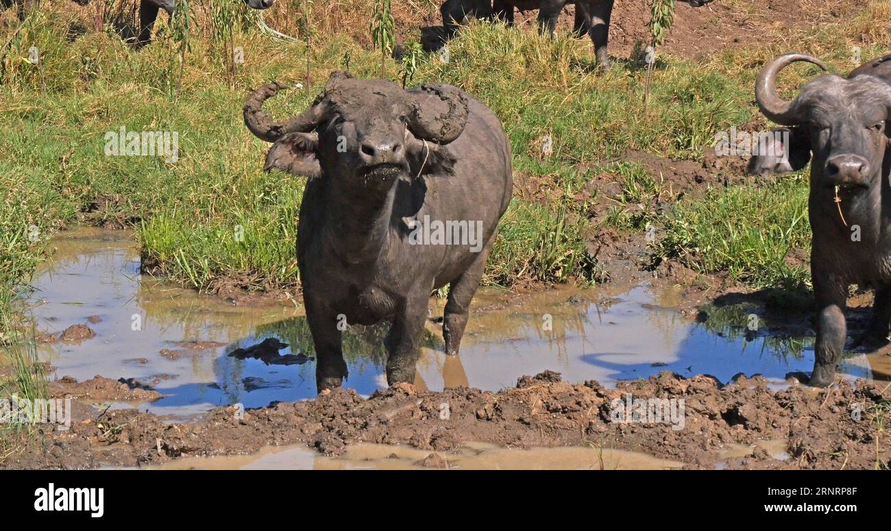 African Buffalo, syncerus caffer, having mud bath, Nairobi Park in ...