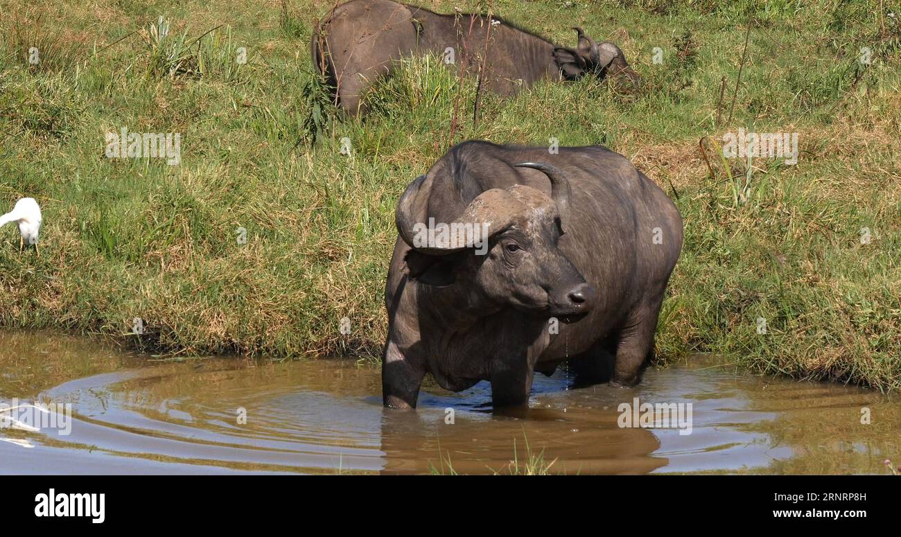 African Buffalo, syncerus caffer, Adult emerging from Waterhole, Cattle ...