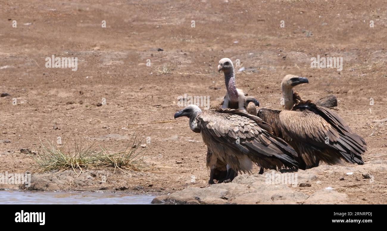 African white-backed vulture, gyps africanus, Group having Sun Bath ...