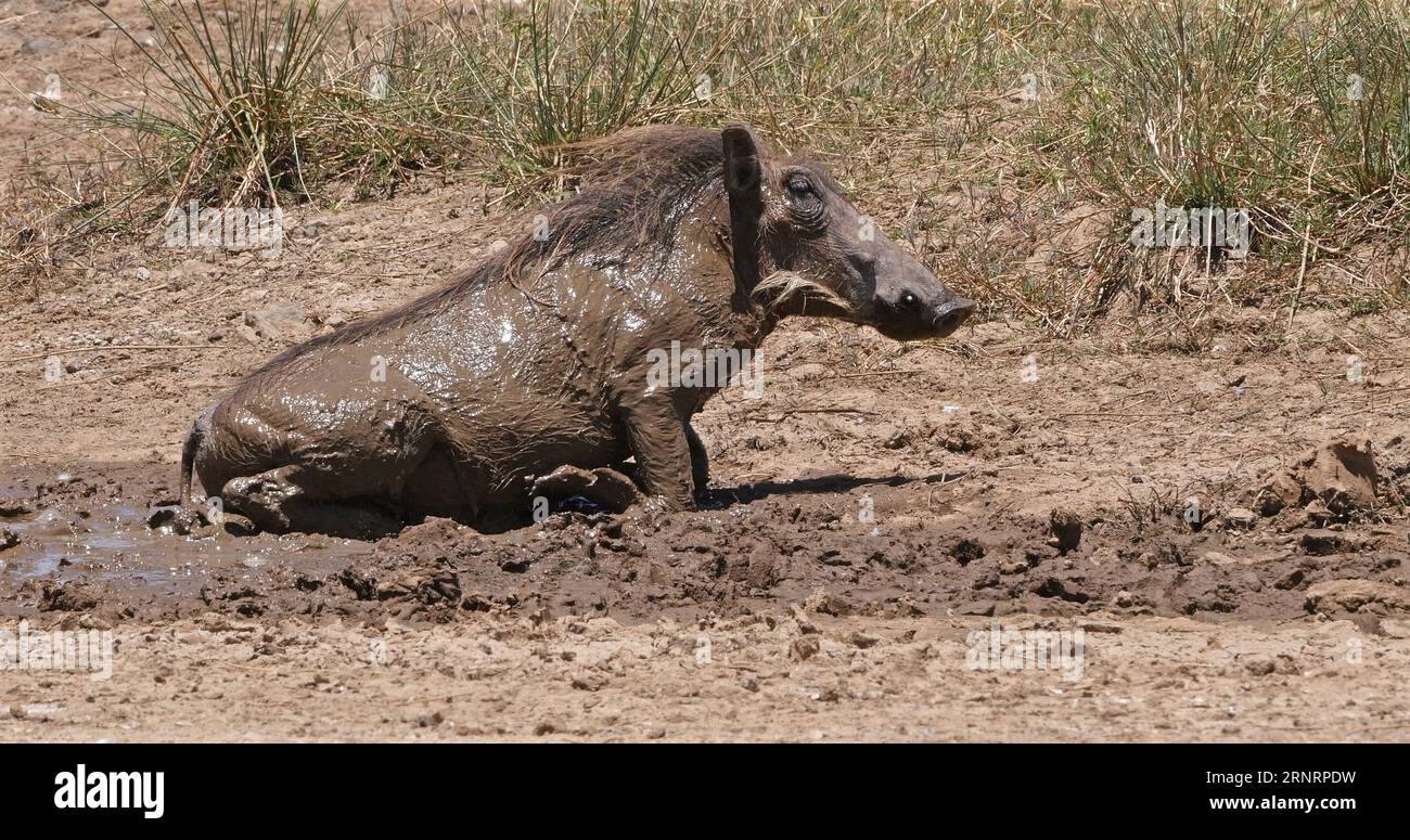 Warthog, phacochoerus aethiopicus, Adult having Mud Bath, Nairobi Park ...