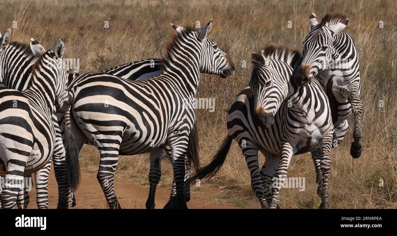 Grant's Zebra, equus burchelli boehmi, fight, Herd at Nairobi Park in ...
