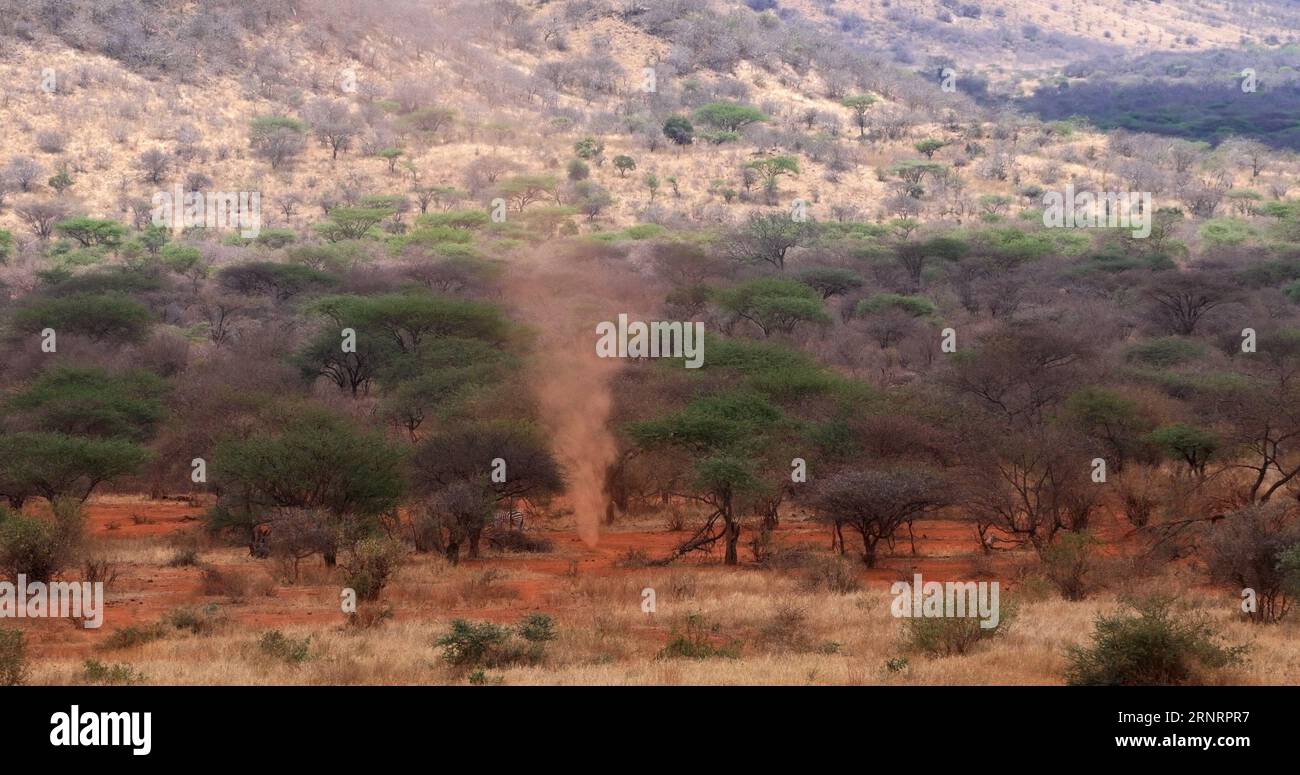 Dust Swirl, Small Tornado in the Savannah Stock Photo - Alamy