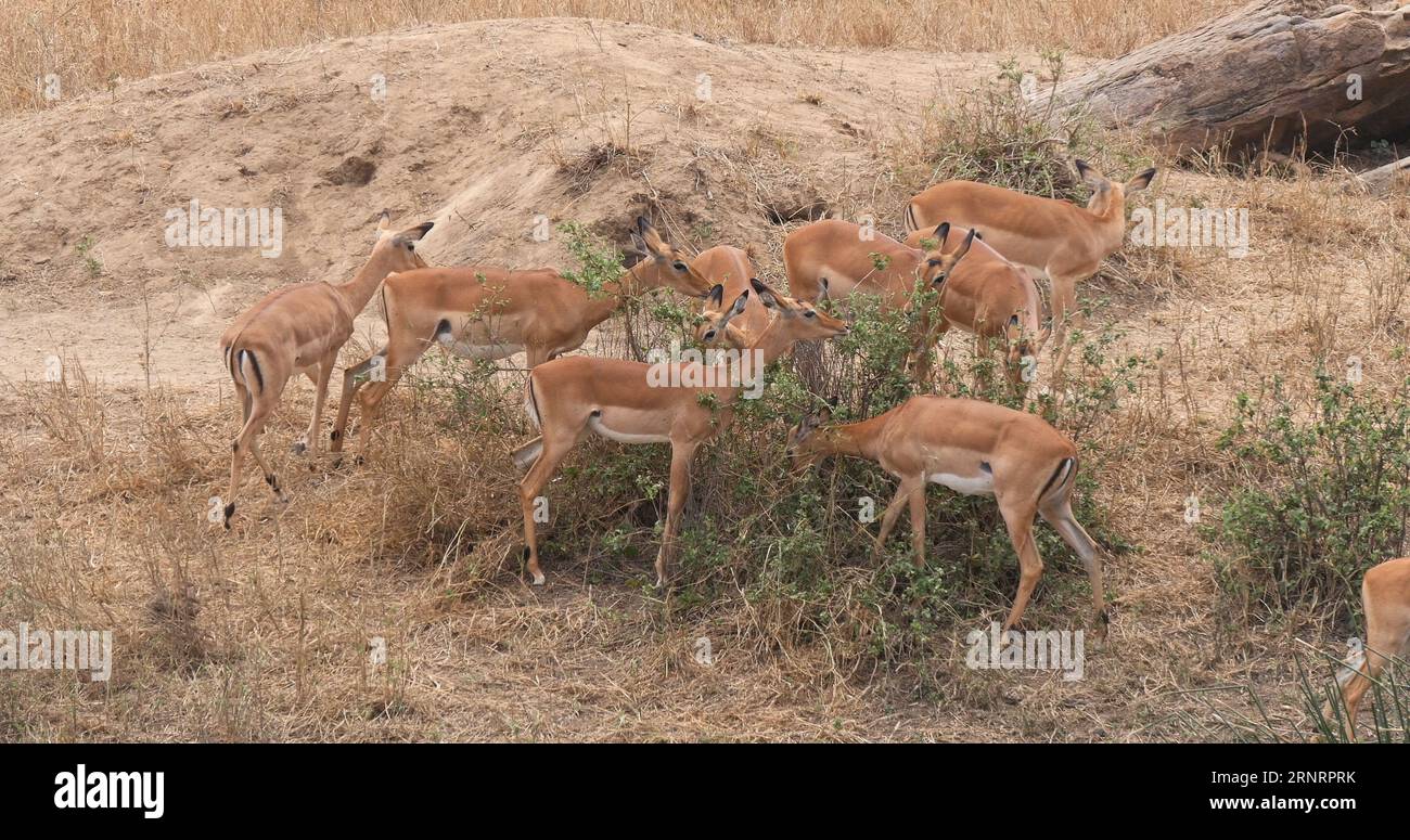 Impala, aepyceros melampus, Group of Female eating Bush, Masai Mara ...