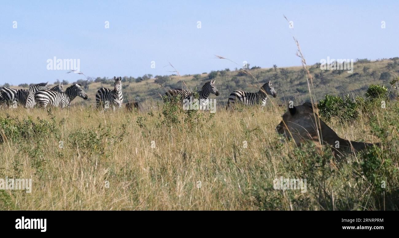 African Lion, panthera leo, Female hunting, Herd of Burchell Zebras ...