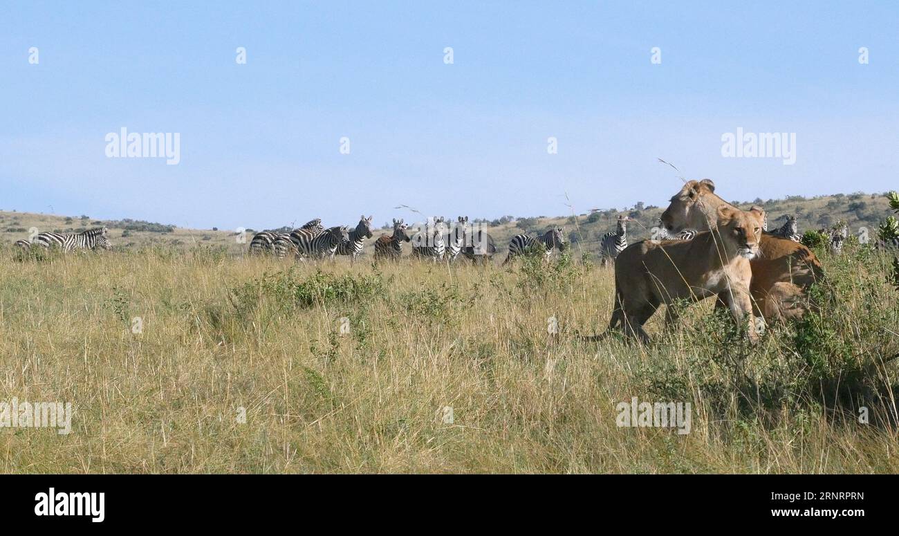 African Lion, panthera leo, Female hunting, Herd of Burchell Zebras ...
