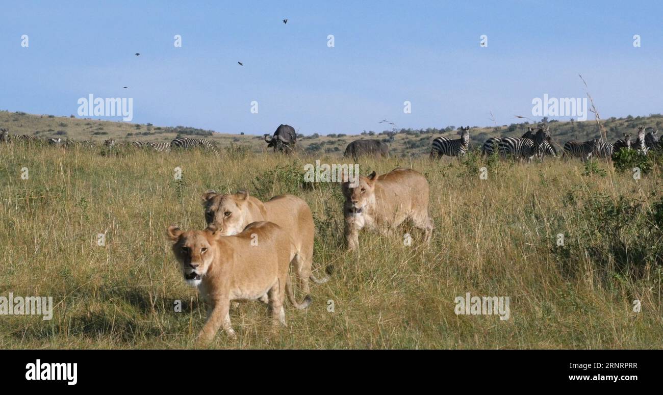African Lion, panthera leo, Female hunting, Herd of Burchell Zebras ...