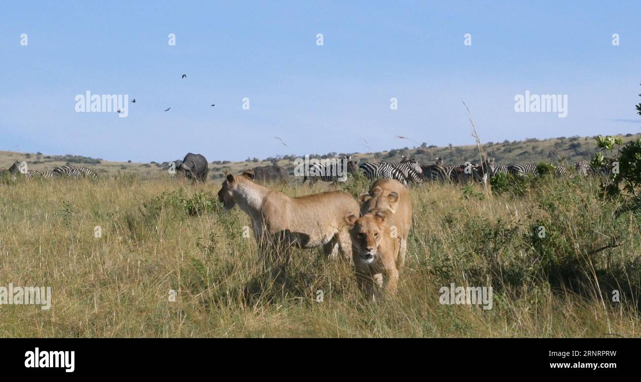 African Lion, panthera leo, Female hunting, Herd of Burchell Zebras ...