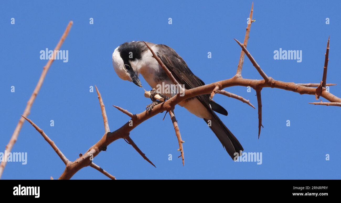 Northern White-crowned Shrike, eurocephalus rueppelli, Adult with ...