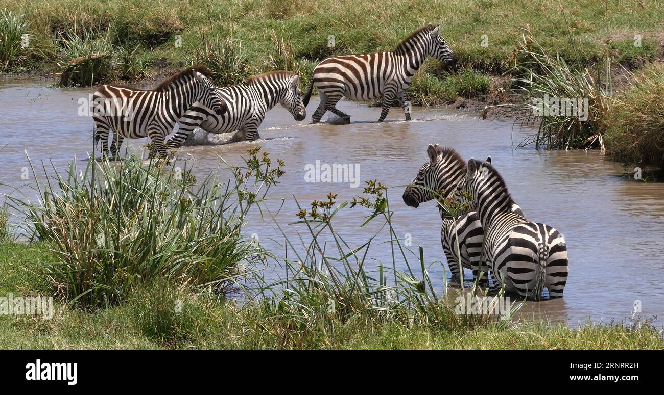 Grant's Zebra, equus burchelli boehmi, Herd standing at the Water Hole ...