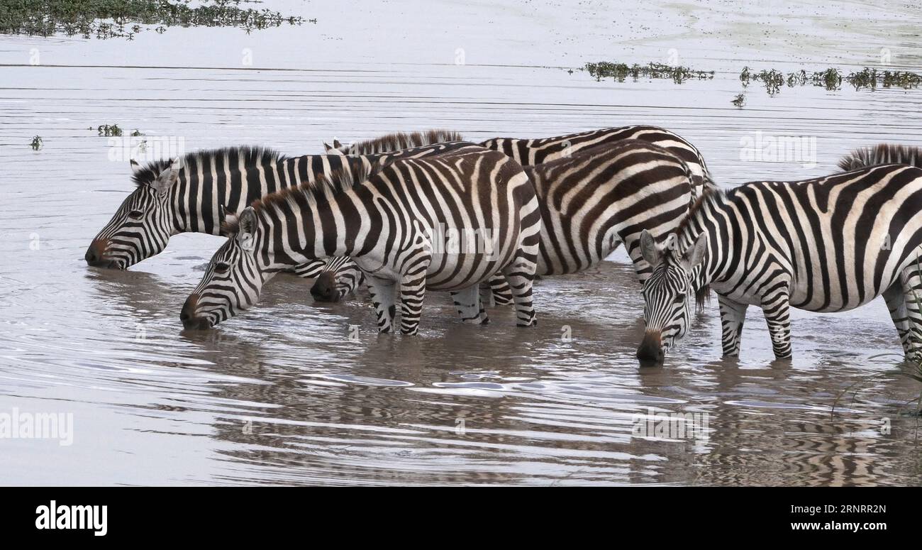 Grant's Zebra, equus burchelli boehmi, Herd standing at the Water Hole ...