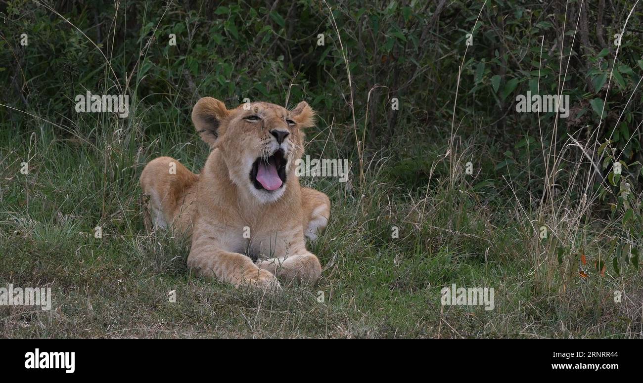 Yawning Lion Gif