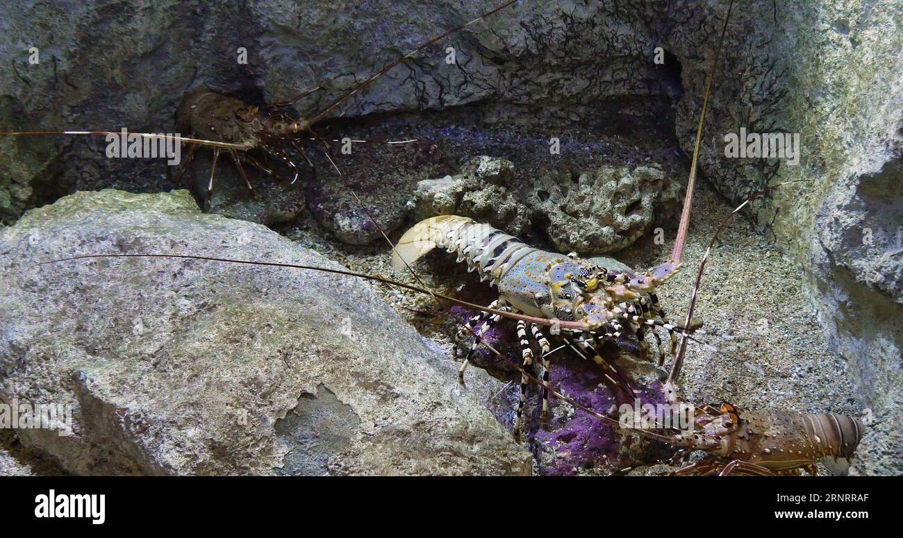 Painted Spiny Lobster or Painted Rock Lobster, panulirus versicolor ...