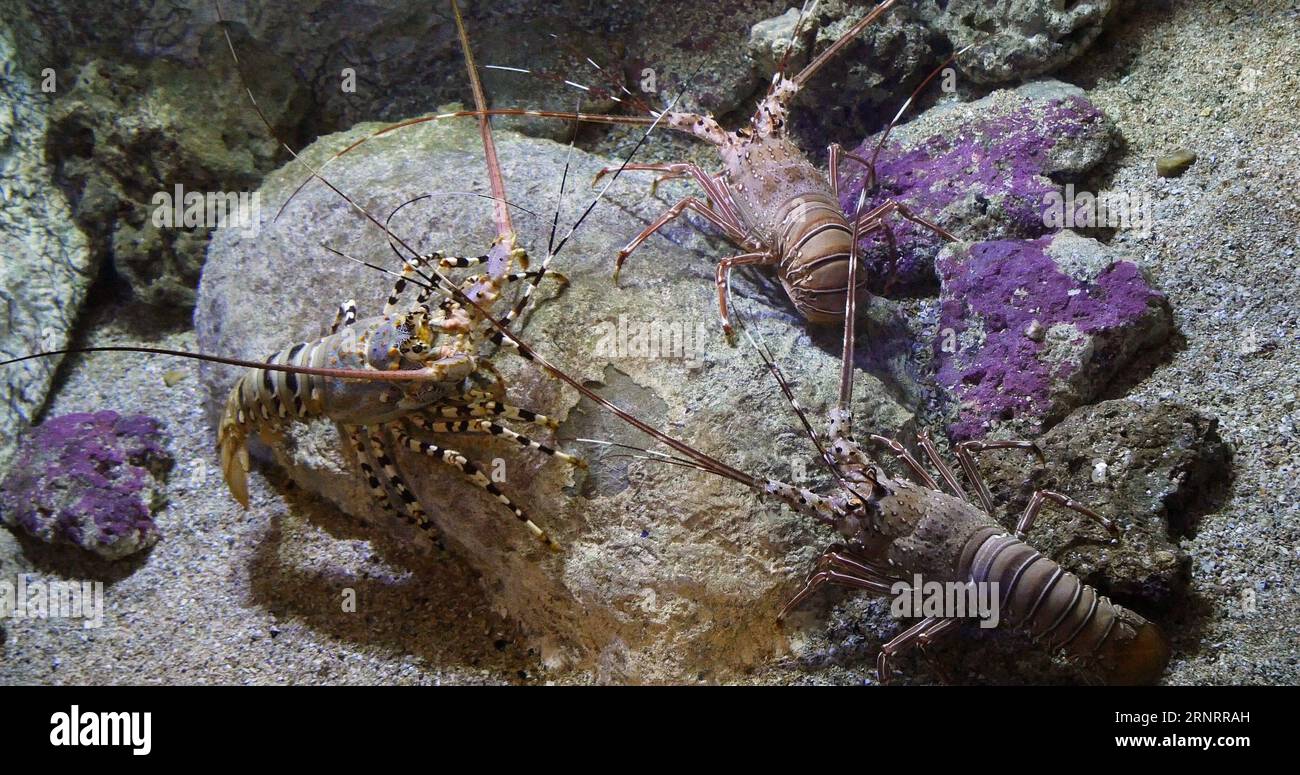 Painted Spiny Lobster or Painted Rock Lobster, panulirus versicolor ...