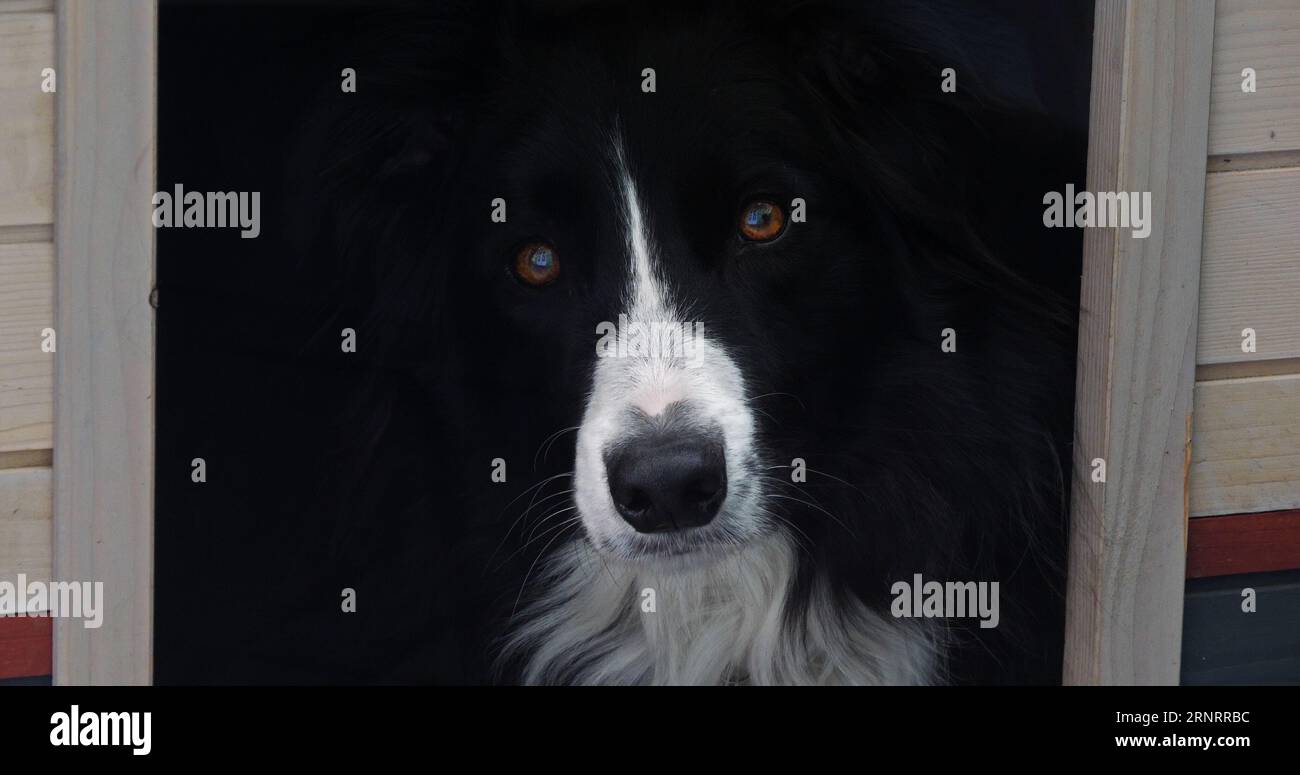 Border Collie Dog in its Dog House, male, Picardy in France Stock Photo ...