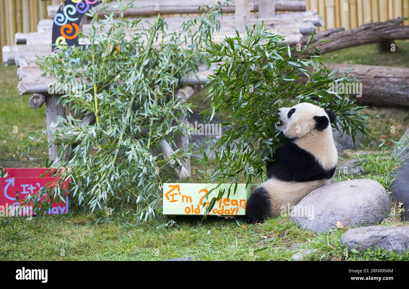 China canada panda hi-res stock photography and images - Alamy