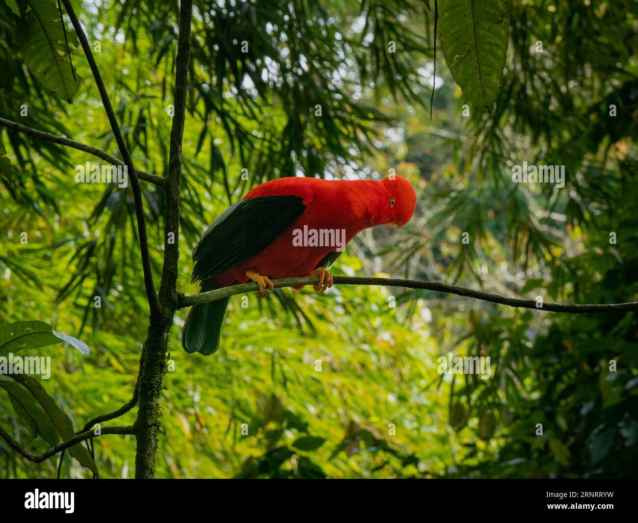 Andean Cock-of-the-Rock (Rupicola peruvianus), also known as Tunki in ...
