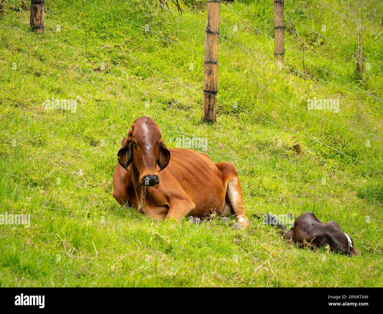 Brown dairy cow lying down hi-res stock photography and images - Alamy