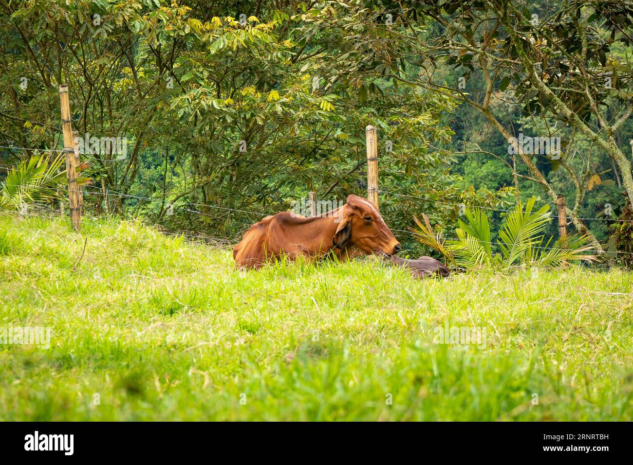 Cattle farm colombia hi-res stock photography and images - Alamy