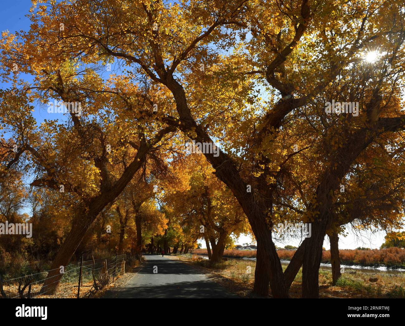 (171016) -- EJIN QI, Oct. 16, 2017 -- Photo taken on Oct. 14, 2017 ...