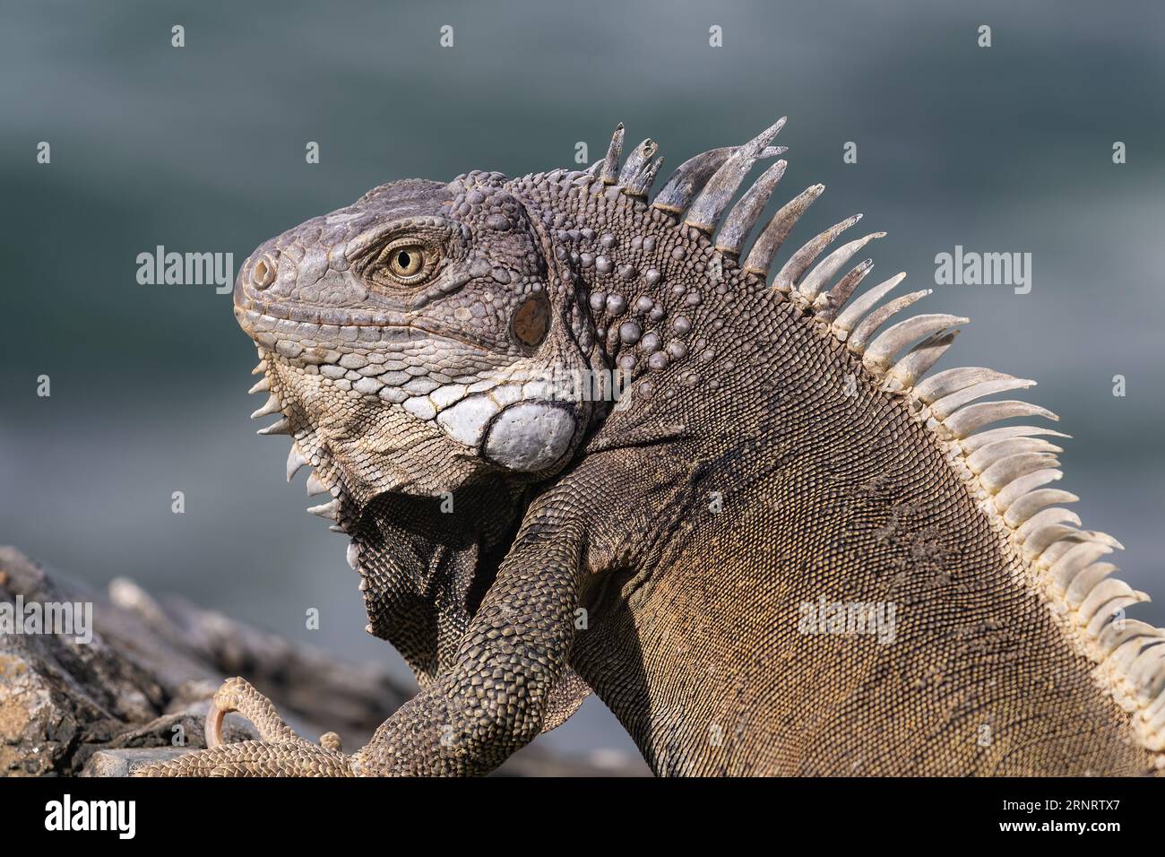 Closeup of Green Iguana (Iguana iguana) on the island of Aruba. Looking ...