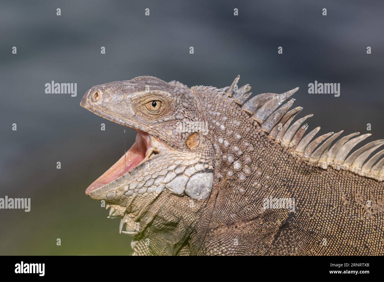 Closeup of Green Iguana (Iguana iguana) on the island of Aruba. Looking ...