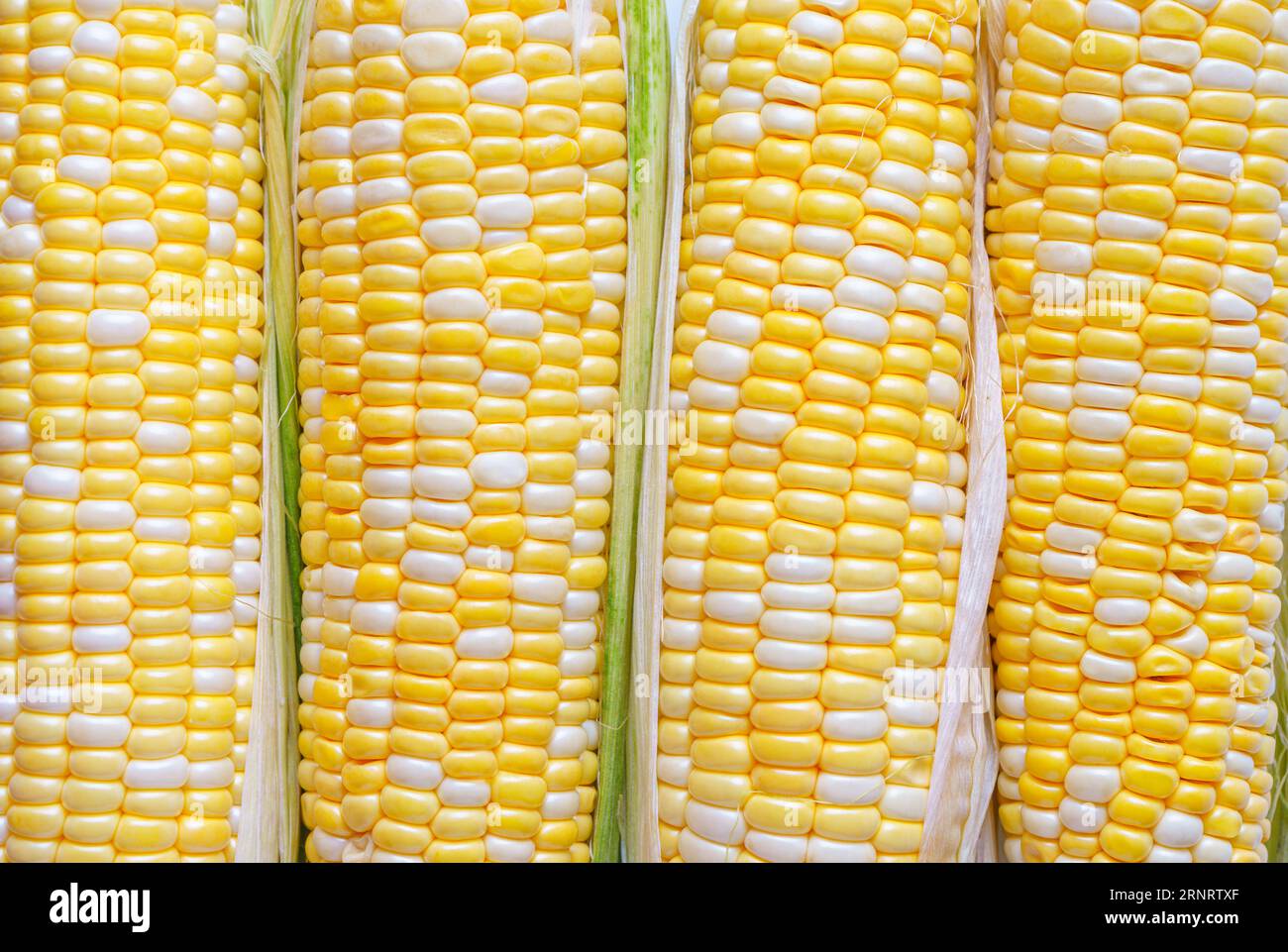 Yellow fresh ears of sweet corn background. Fresh raw corncob with ...