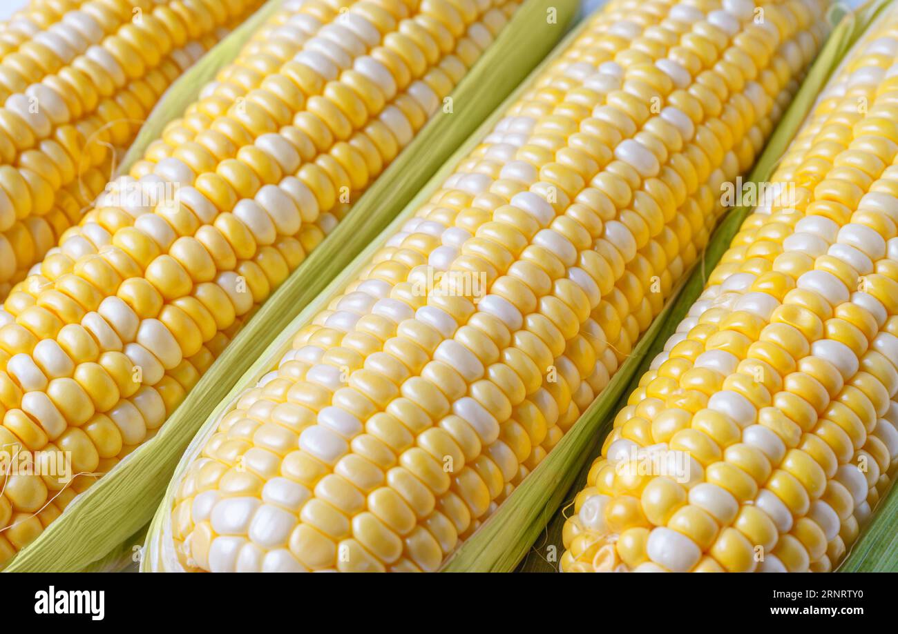 Yellow fresh ears of sweet corn background. Fresh raw corncob with ...