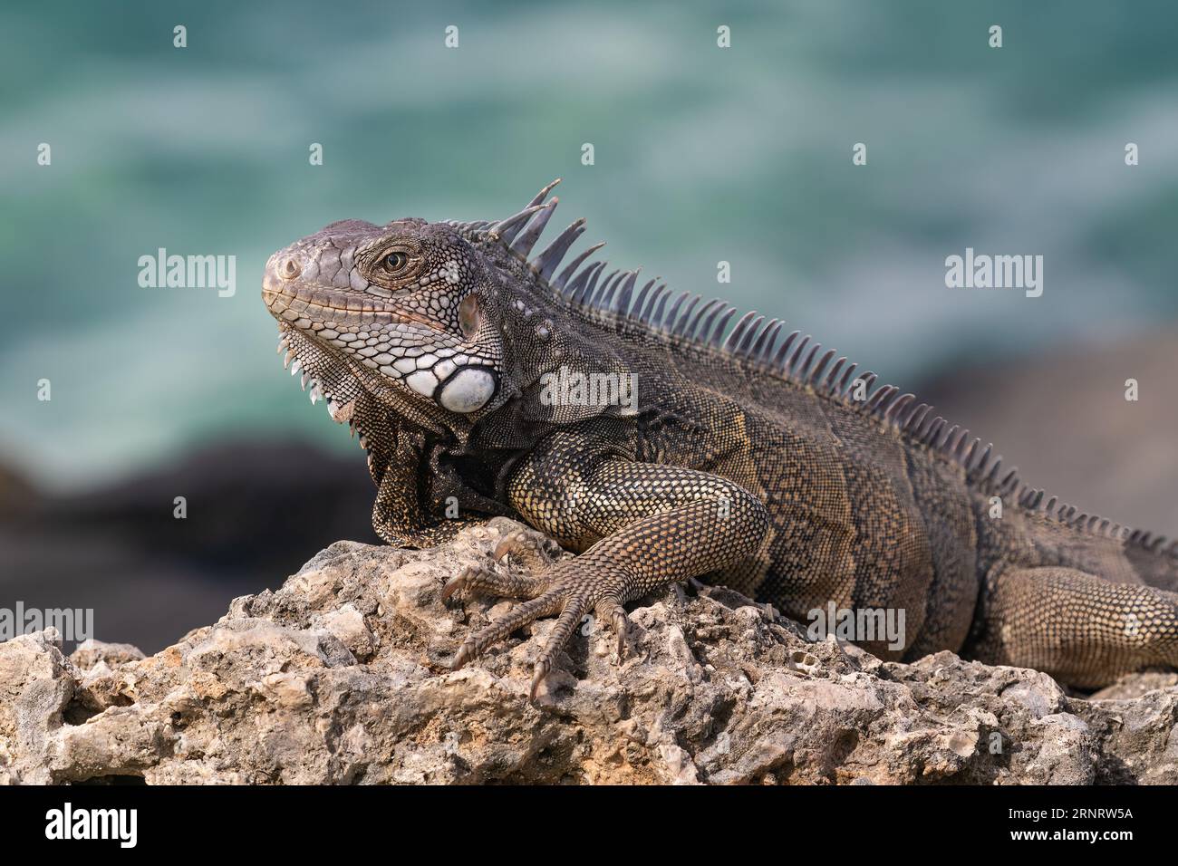 Closeup of Green Iguana (Iguana iguana) on the island of Aruba. Lying ...