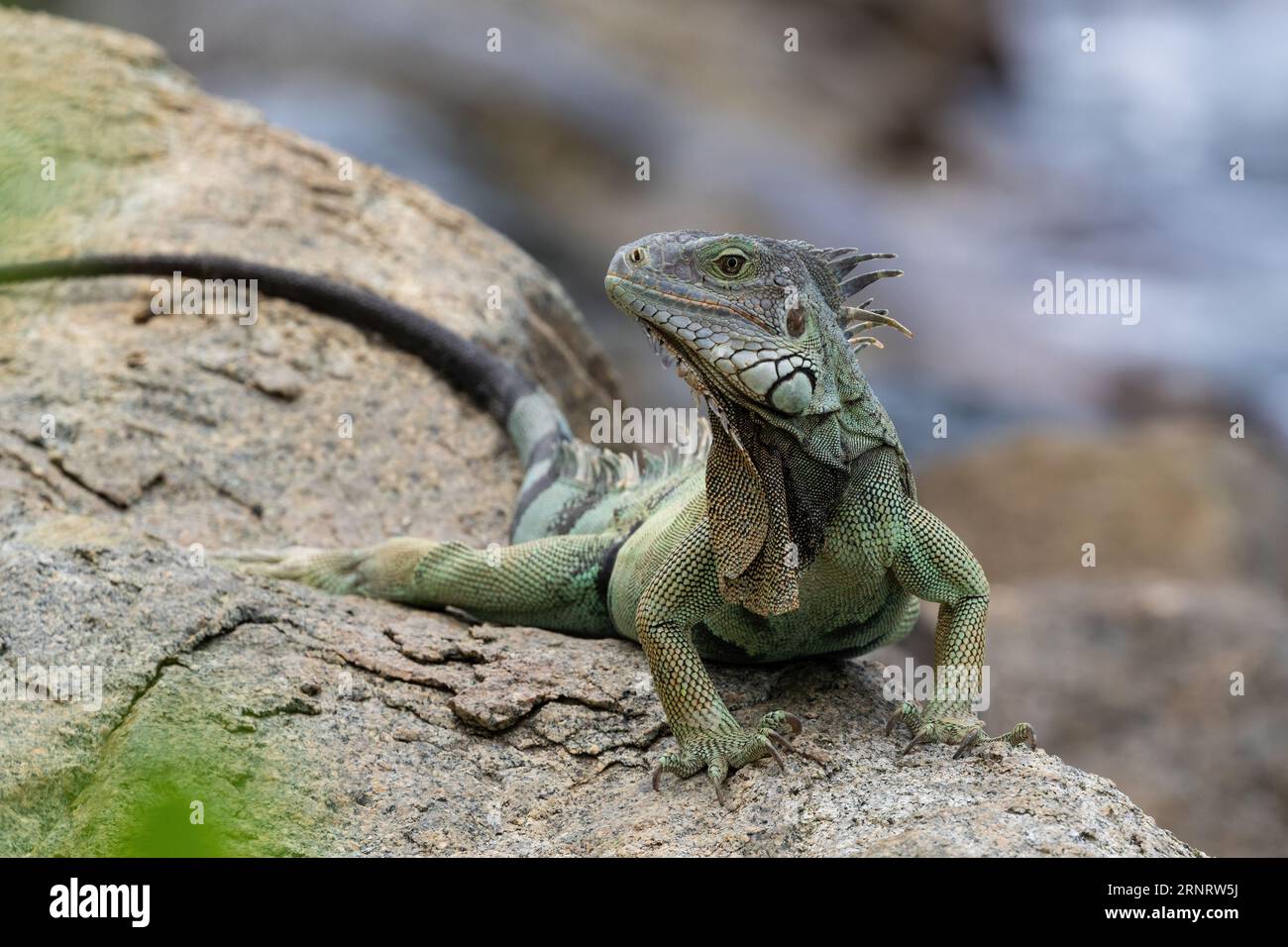 Closeup of Green Iguana (Iguana iguana) on the island of Aruba. Lying ...