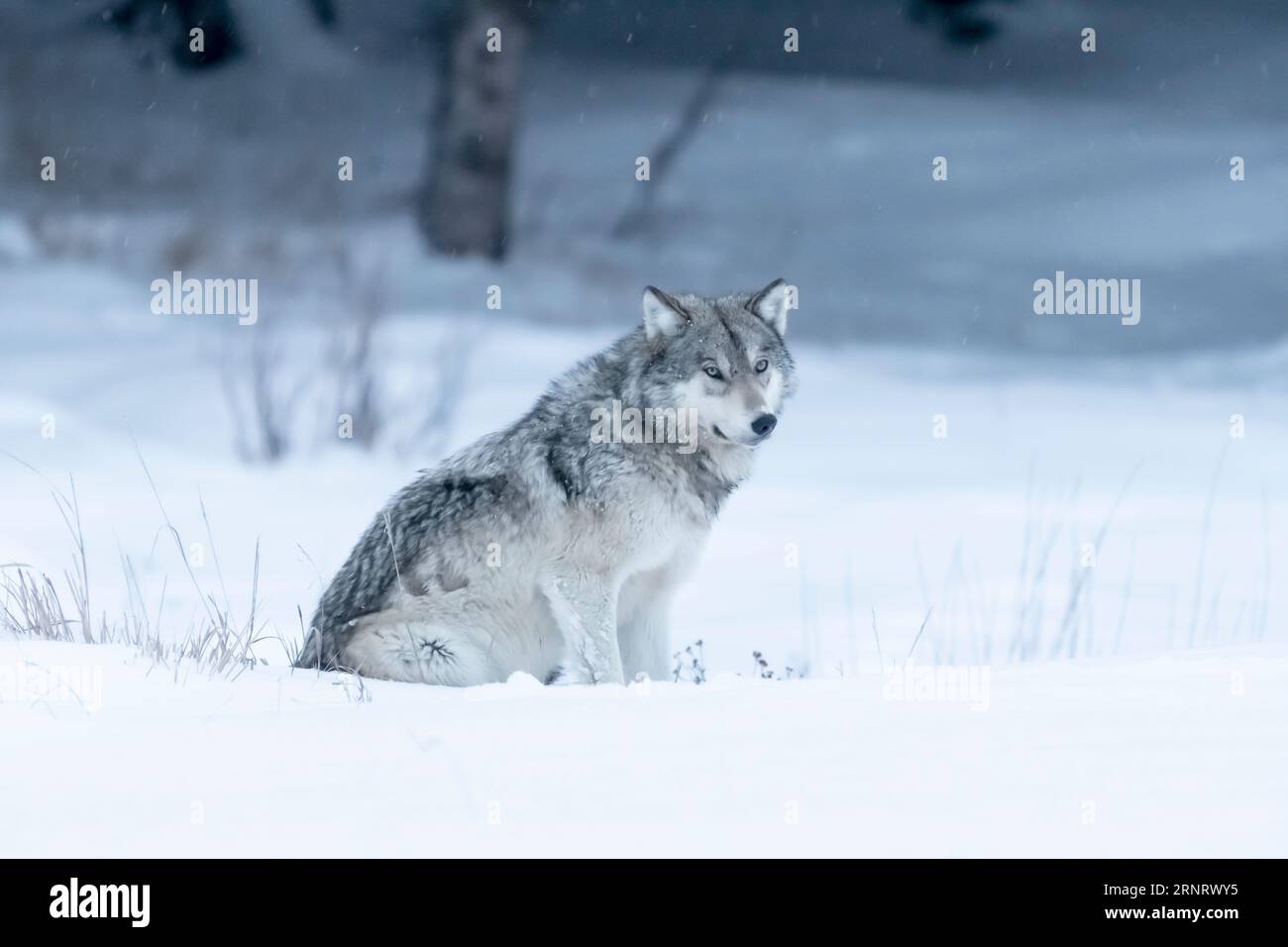 North America; United States; Wyoming; Yellowstone National Park ...