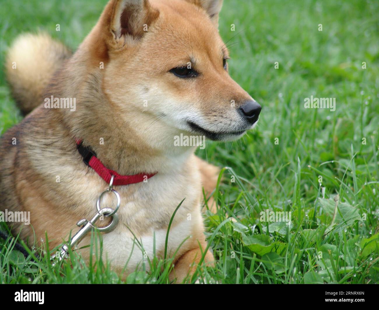 The Shiba Inu, with its proud and beautiful demeanor, is an ...
