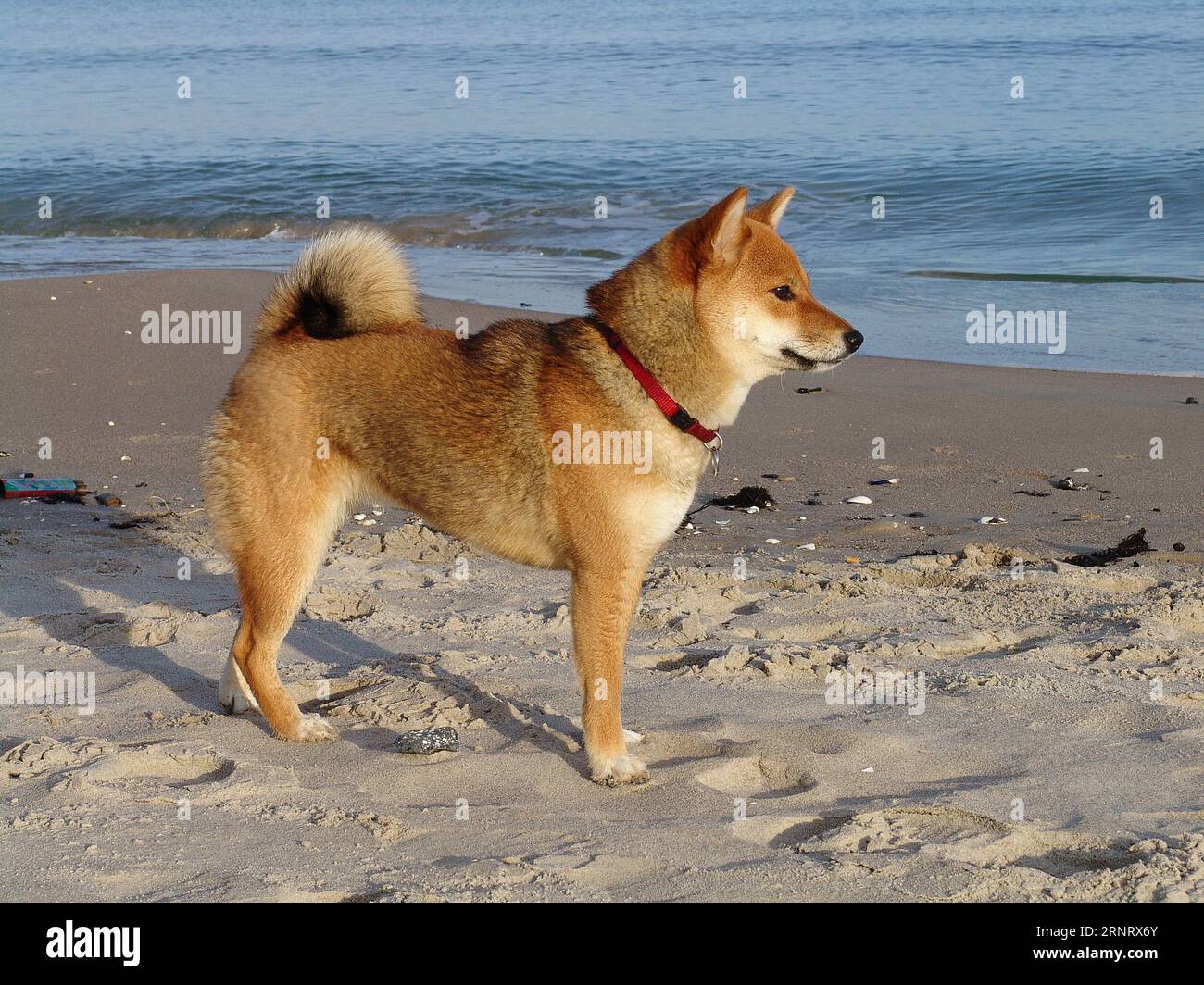 The Shiba Inu, with its proud and beautiful demeanor, is an ...