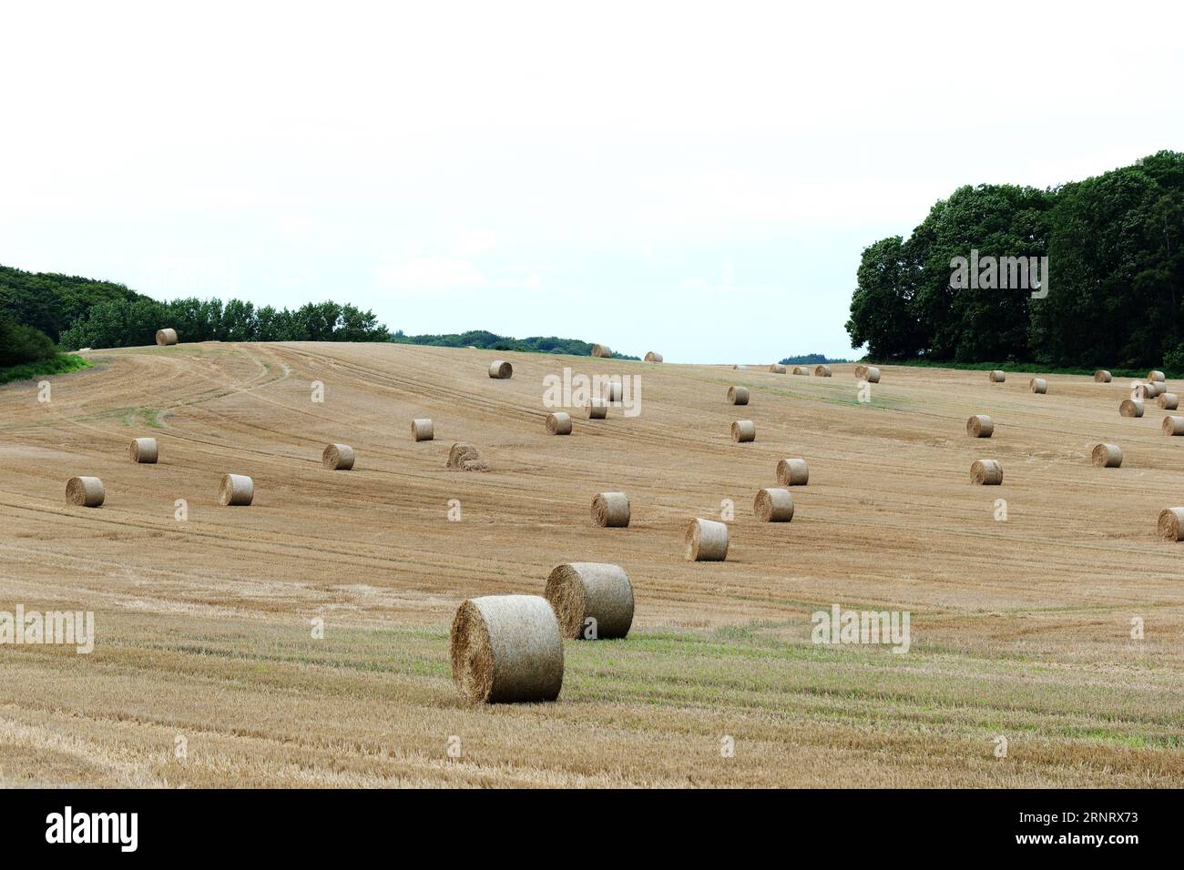 After harvesting the grain field, the remaining straw is baled and left ...