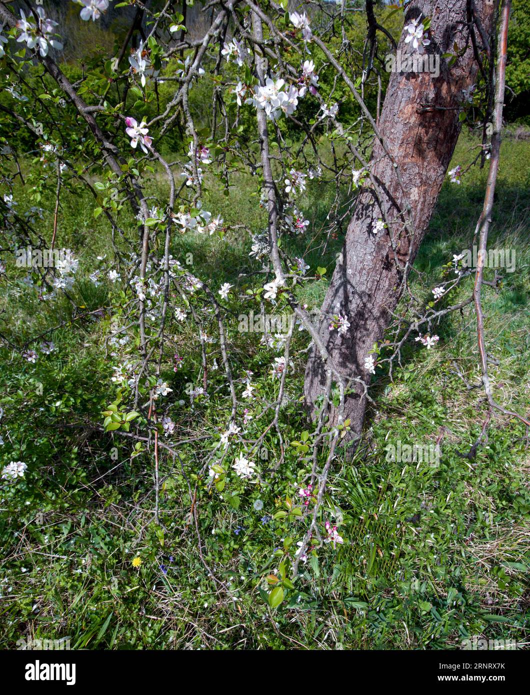 Natural semi close up environmental plant portrait showing intimate ...