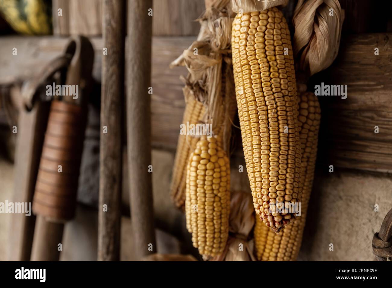 Yellow ripe dried corn cobs seeds decor hanged on wooden wall of old ...