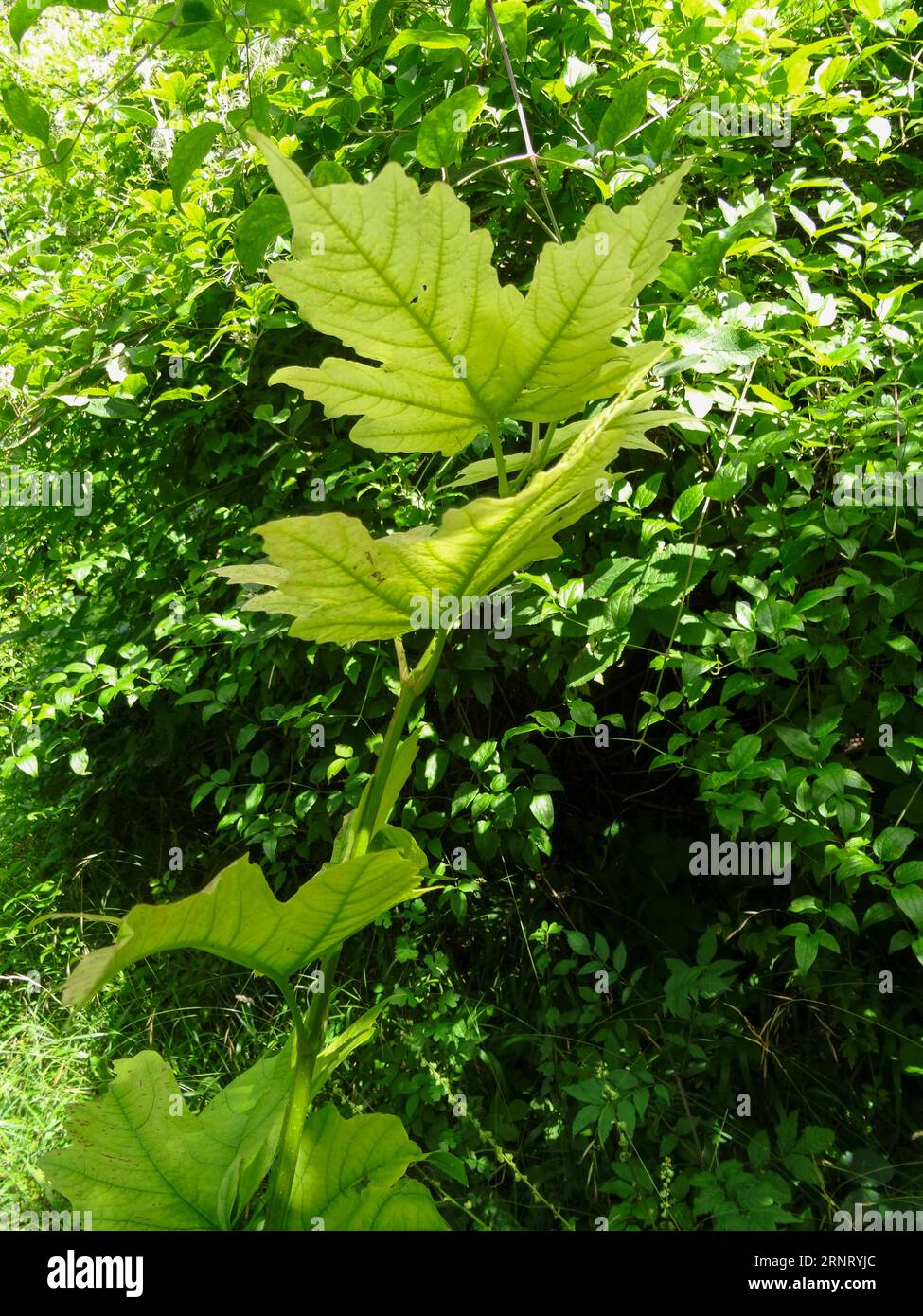 Semi abstract environmental portrait demonstrating natural patterns ...