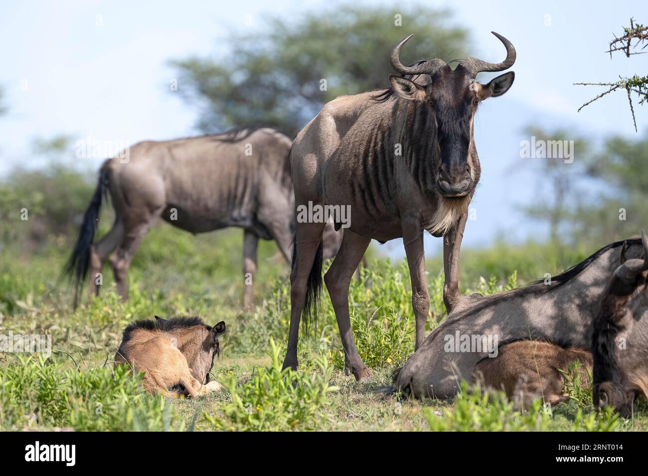 Wildebeest (Connochaetes), cow and calf, adult, juvenile, Ndutu ...