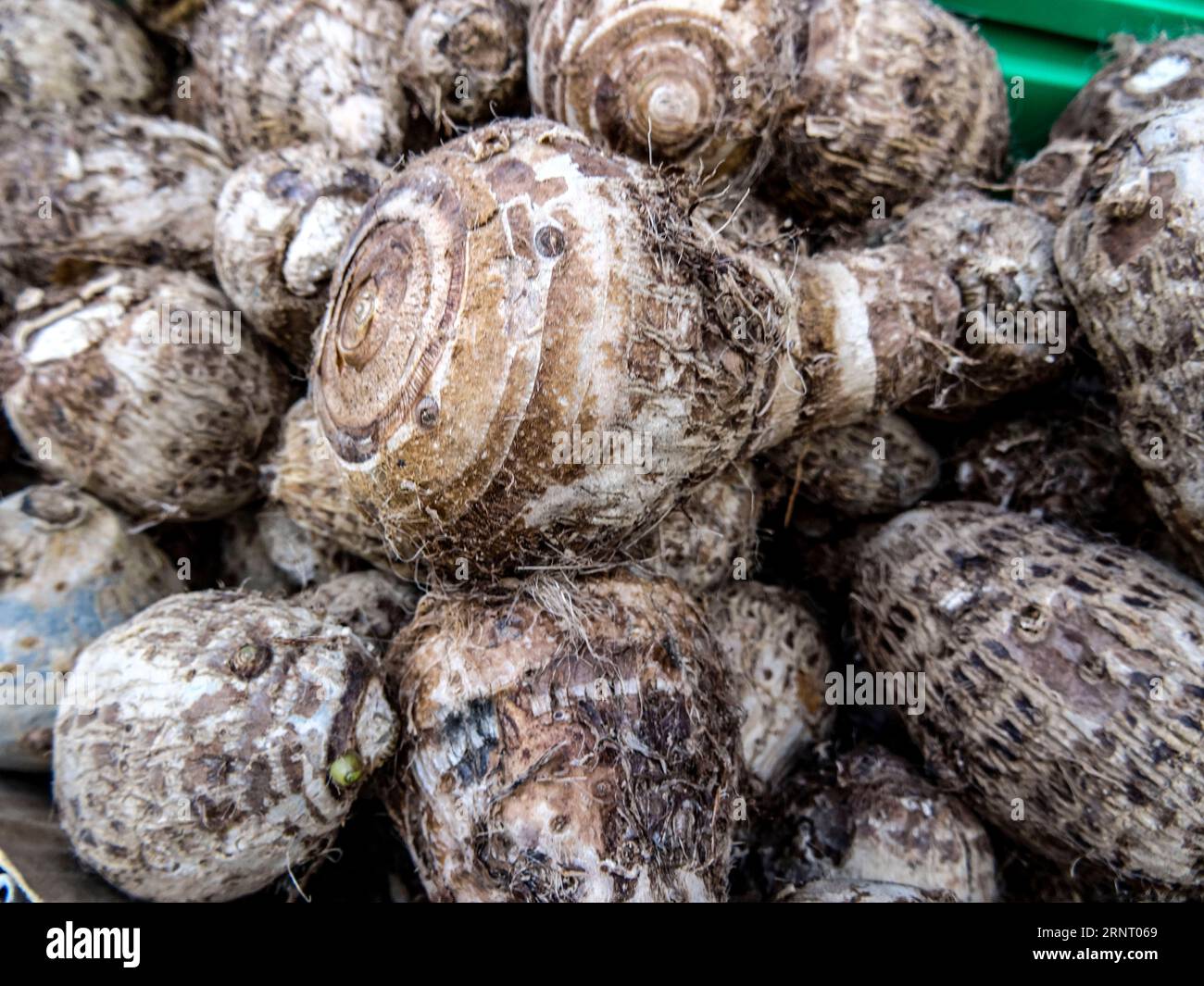 Close up food crop portrait of Eddoe's, a root vegetable much like a ...