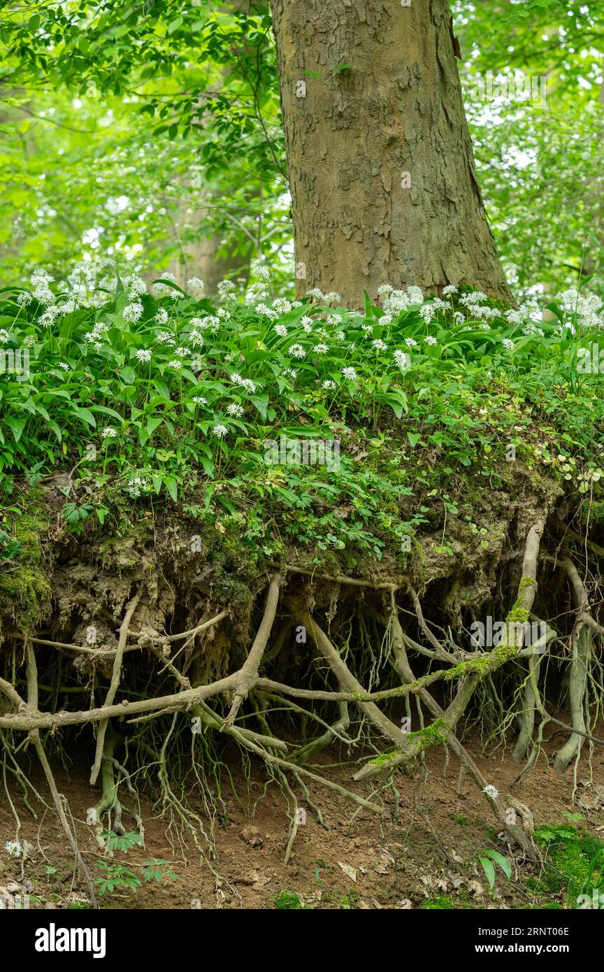 Blossom tree with roots hi-res stock photography and images - Alamy
